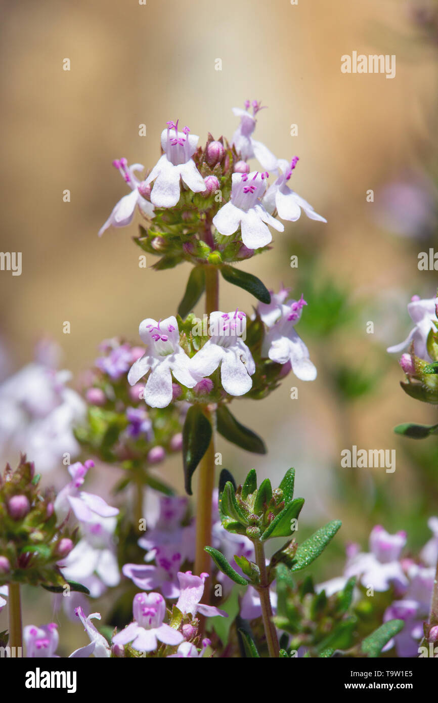 Spring flowering thyme close hi-res stock photography and images - Alamy