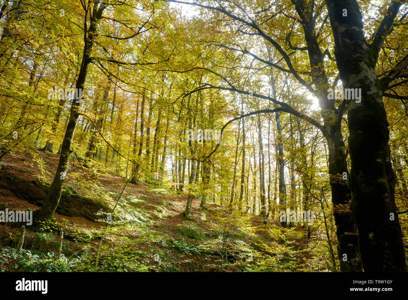 Arce valley forest hi-res stock photography and images - Alamy