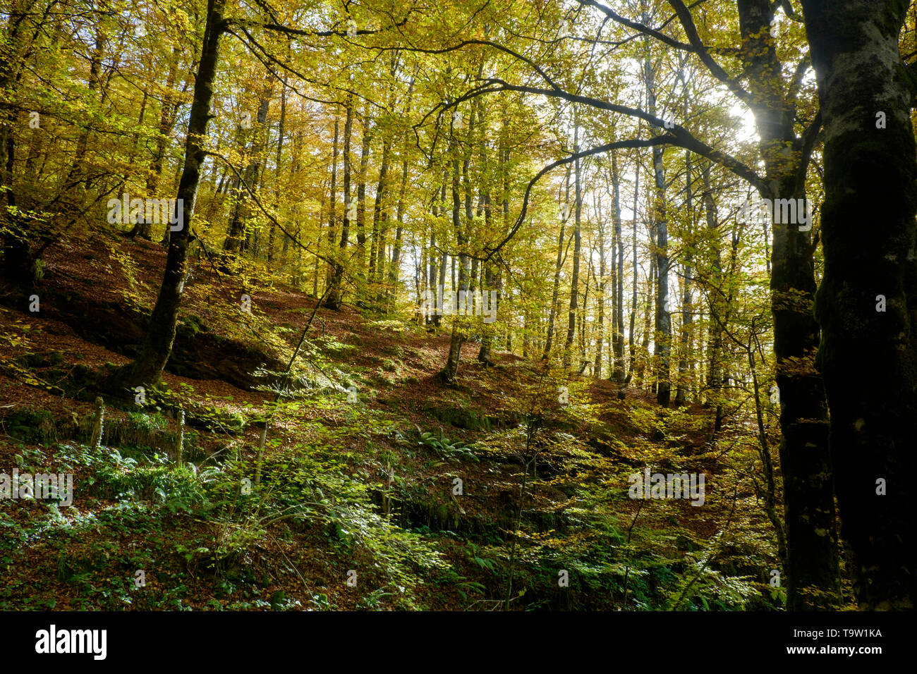 Arce valley forest hi-res stock photography and images - Alamy
