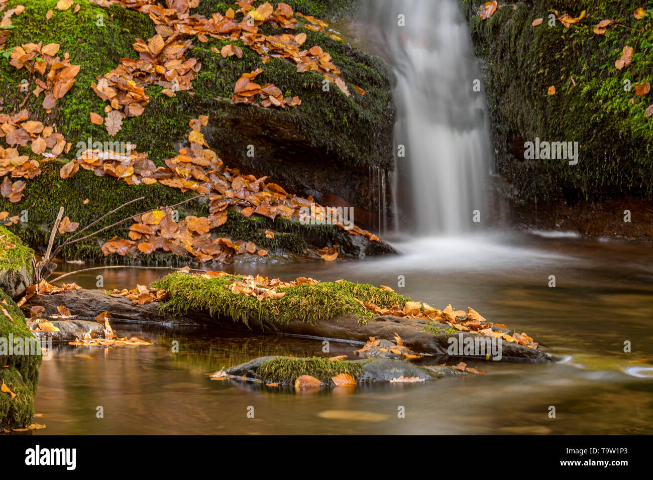 Arce valley forest hi-res stock photography and images - Alamy