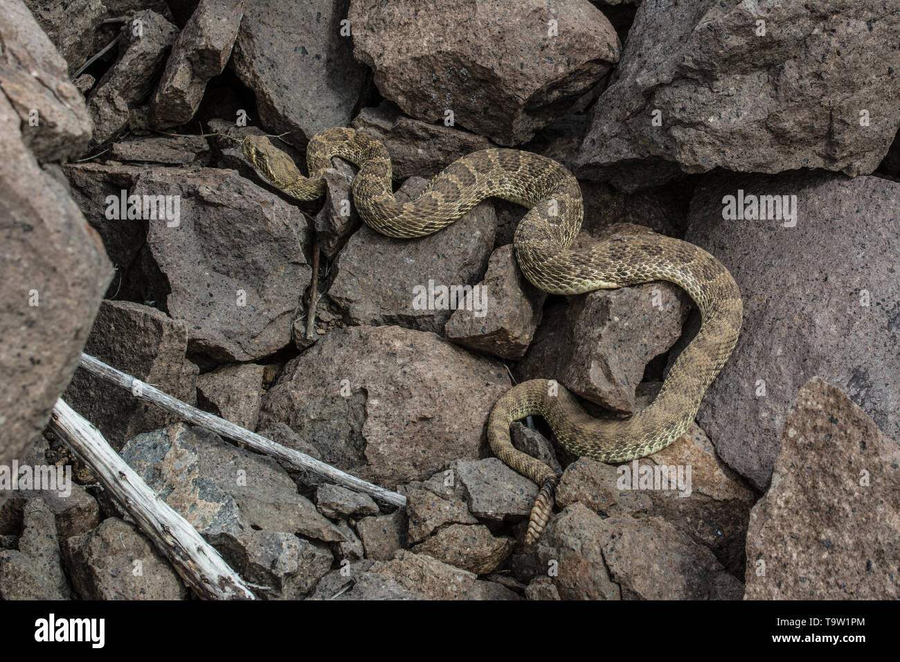 Prairie Rattlesnake (Crotalus viridis) from Jefferson County, Colorado ...
