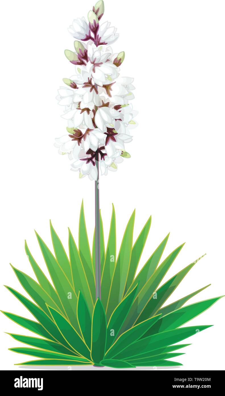 Young yucca plants Stock Vector Images - Alamy