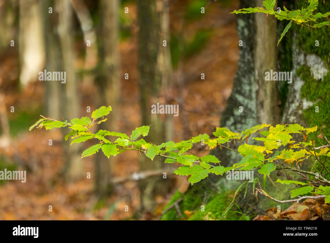 Arce valley forest hi-res stock photography and images - Alamy