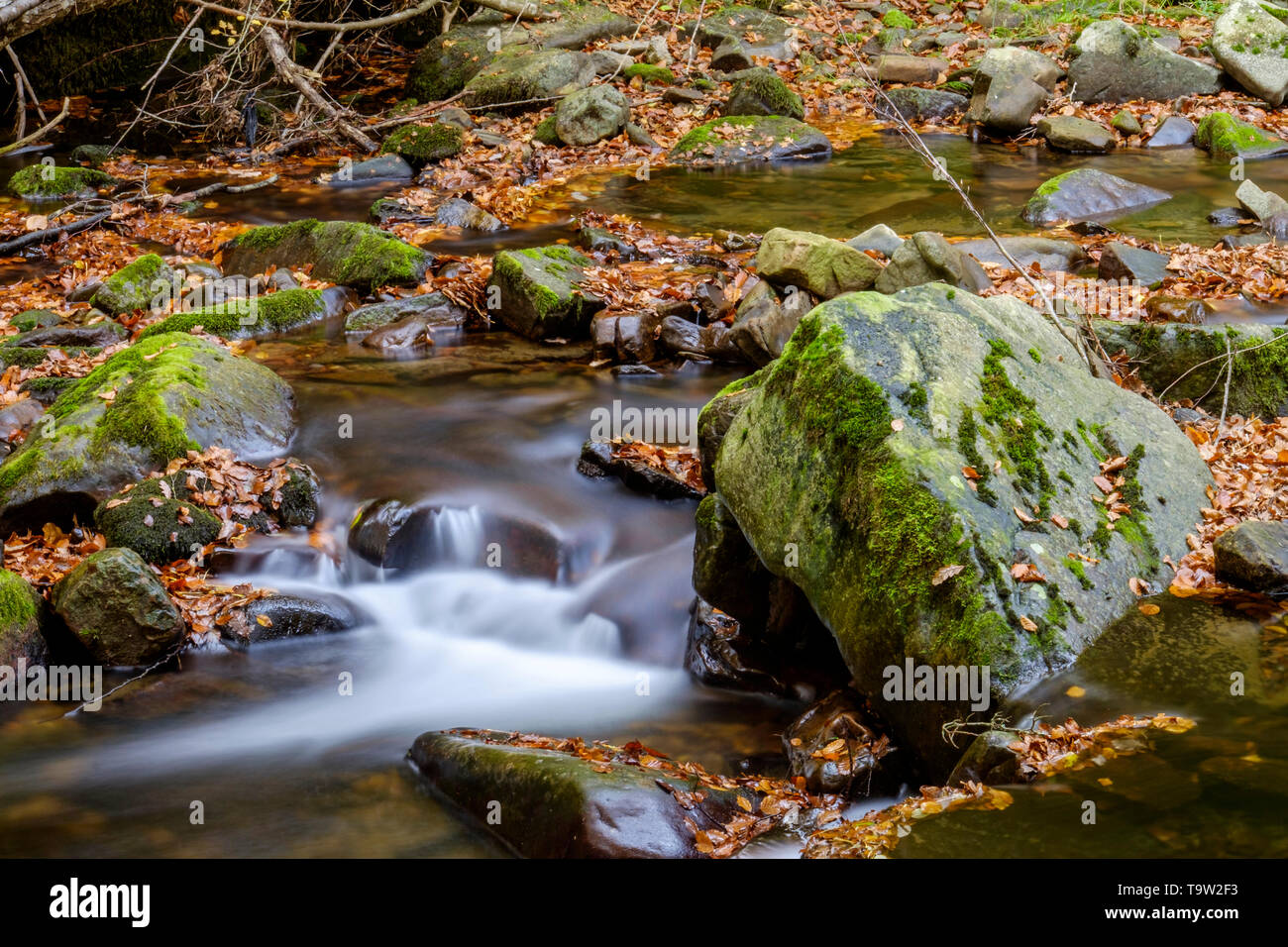 Arce Valley forest. Autumn, Navarre, Spain Stock Photo - Alamy