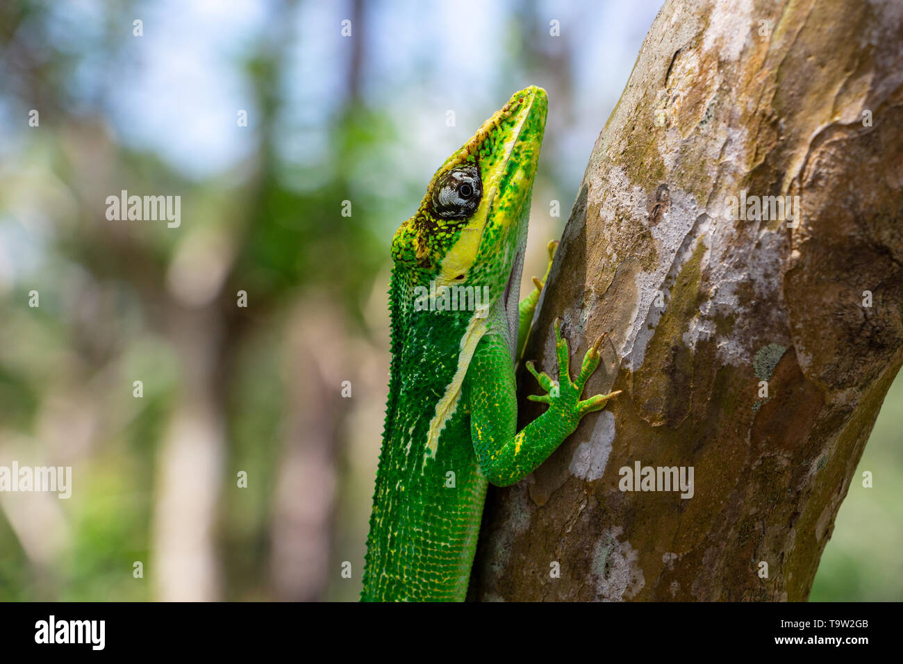 Knight anole (Anolis equestris) clinging to a tree branch - Delray ...