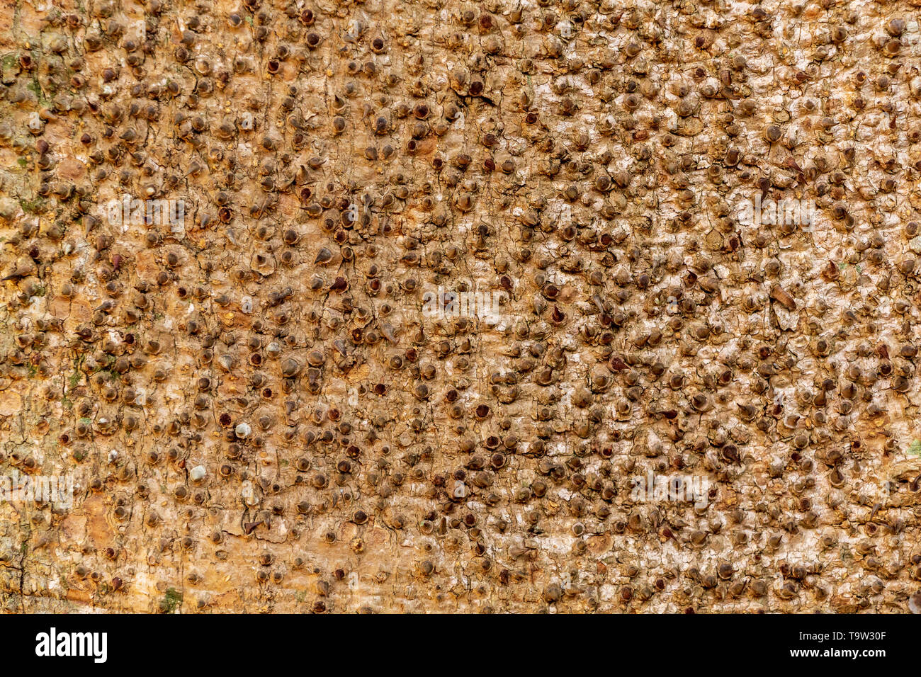 Sandbox tree (Hura crepitans) bark closeup - Florida, USA Stock Photo ...