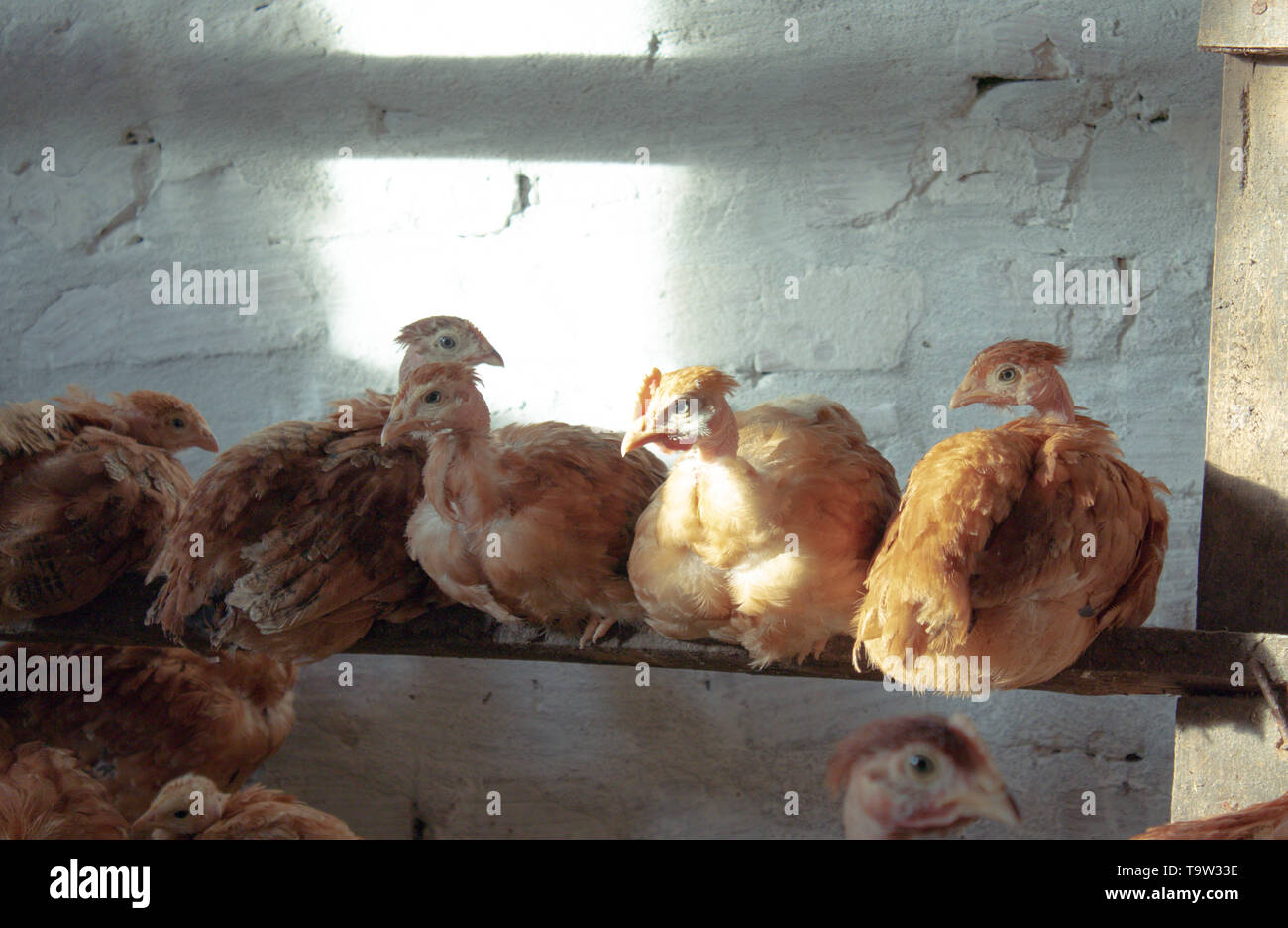 A row of chickens are sitting on a stick in a chicken coop Stock Photo ...
