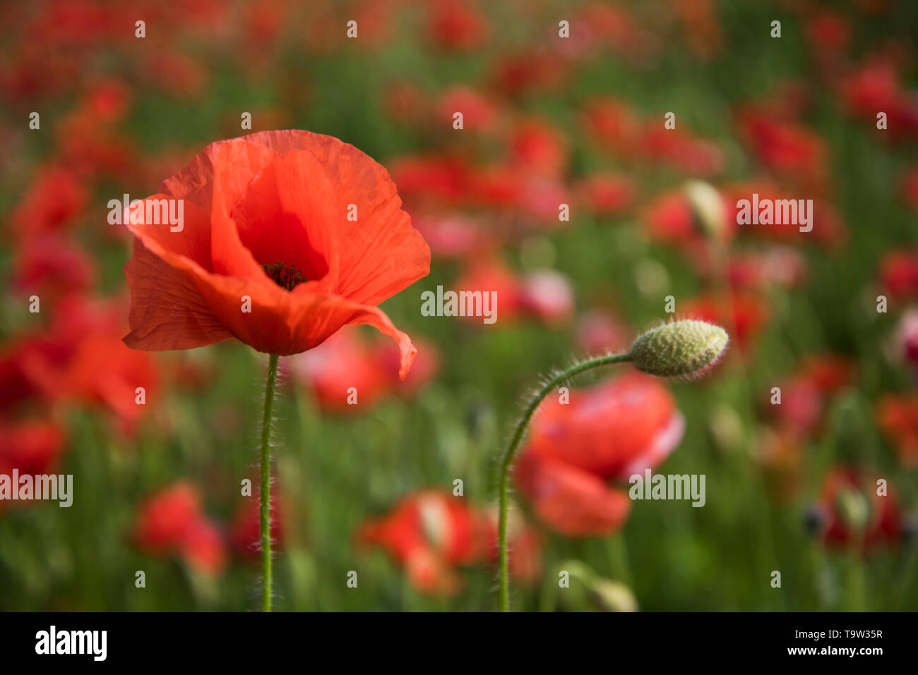 harvesting, spring and summer. harvesting, harvest poppy flower field ...