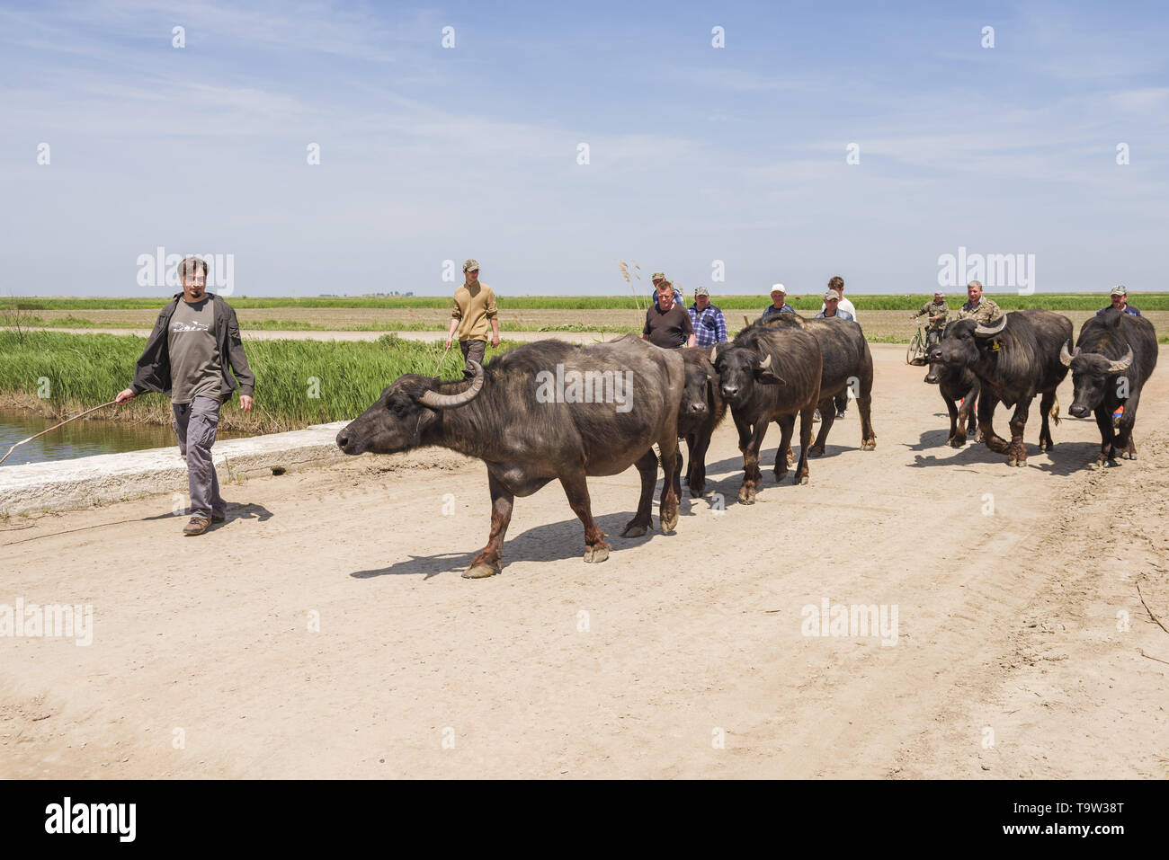 The herd of 7 water buffaloes was released on Ermakov Island in the ...