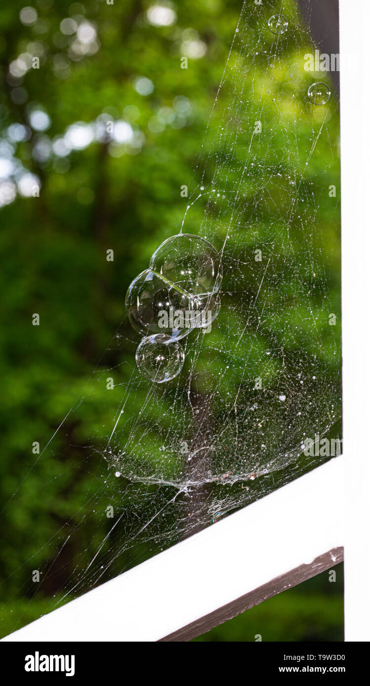 Soap bubbles are trapped in a spider's web Stock Photo - Alamy