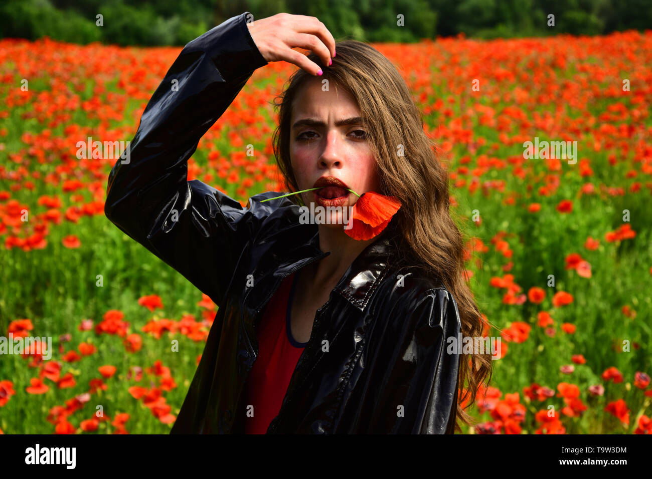 Beauty, summer, spring, poppy field Stock Photo - Alamy