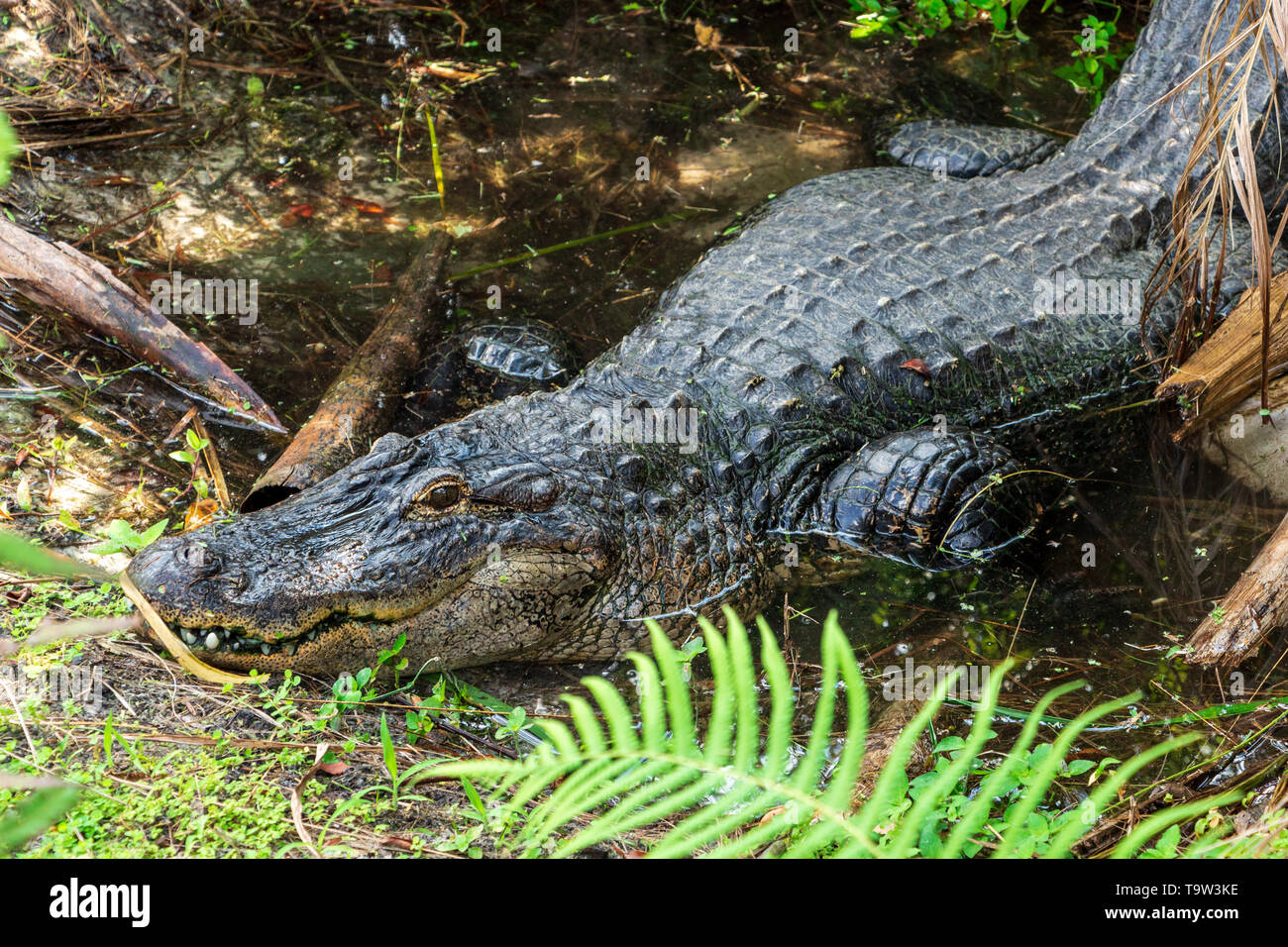 Swamp pond with alligator hi-res stock photography and images - Alamy