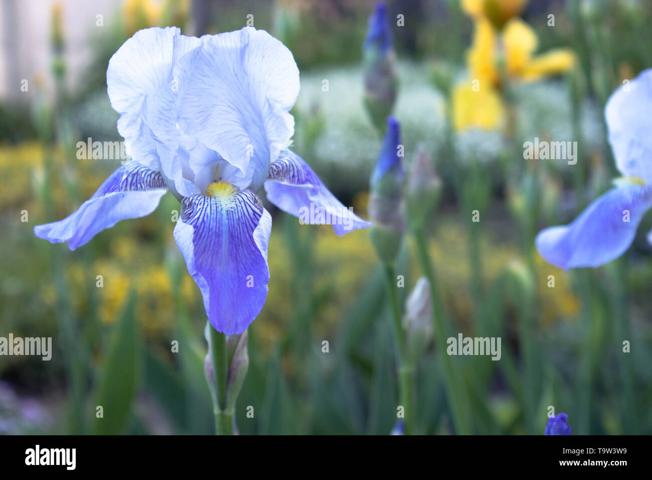 Blue iris flowers close-up on a green garden background. Blue iris ...
