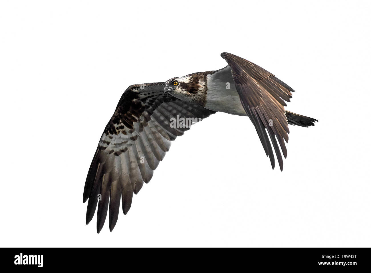 Osprey in flight in its natural habitat Stock Photo - Alamy