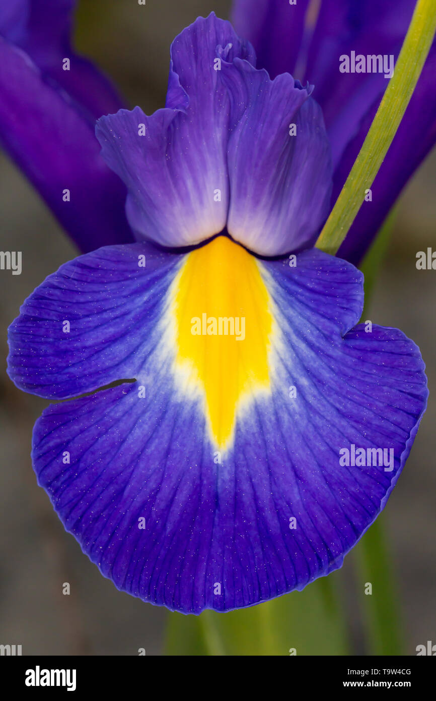 Blue violet Iris Iridaceae flower petal close up on grey background ...