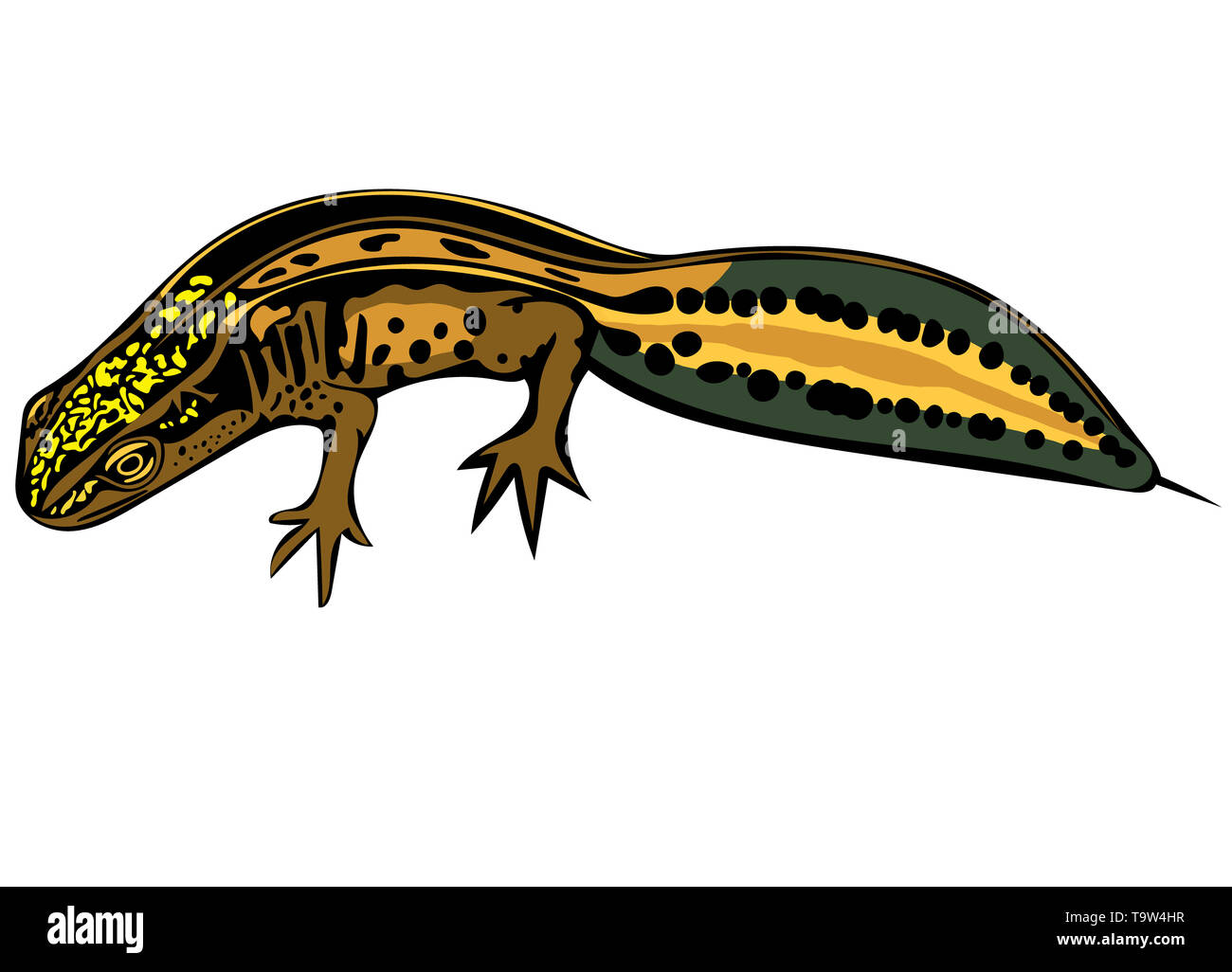 Coloured computer drawn illustration of Palmate newt in profile ...