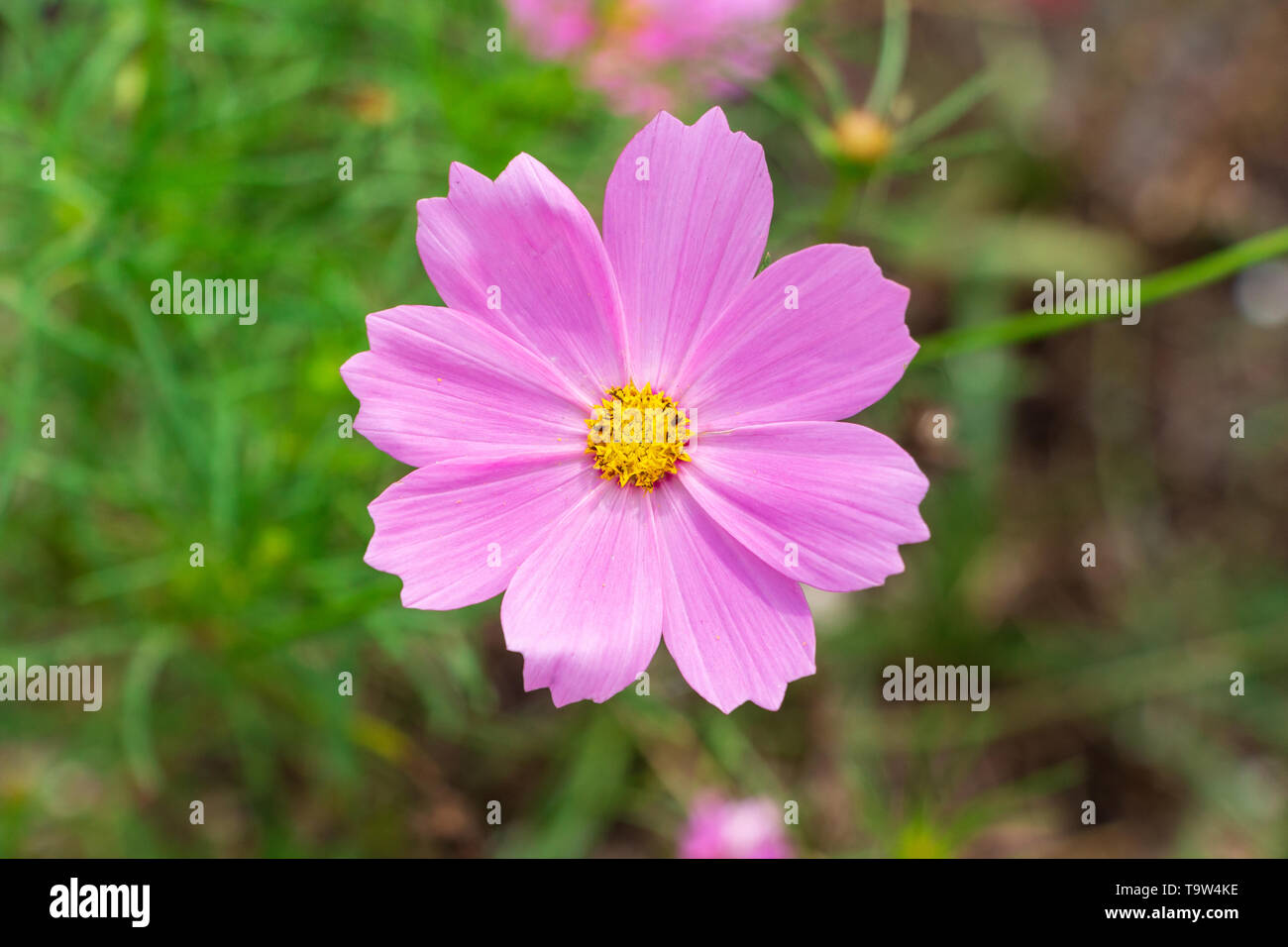 Cosmos bipinnatus pink hi-res stock photography and images - Alamy