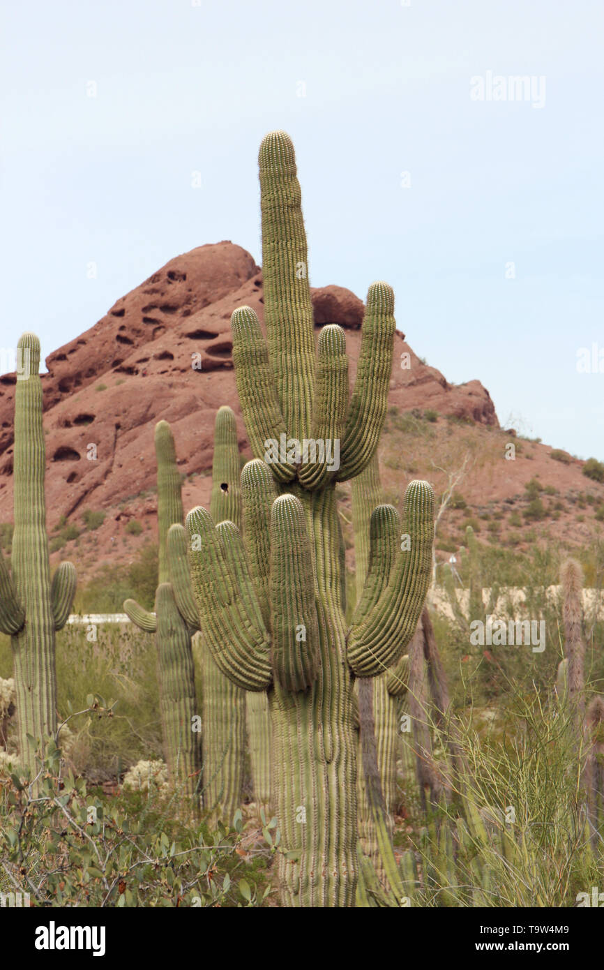 Red Shrub Arizona Desert