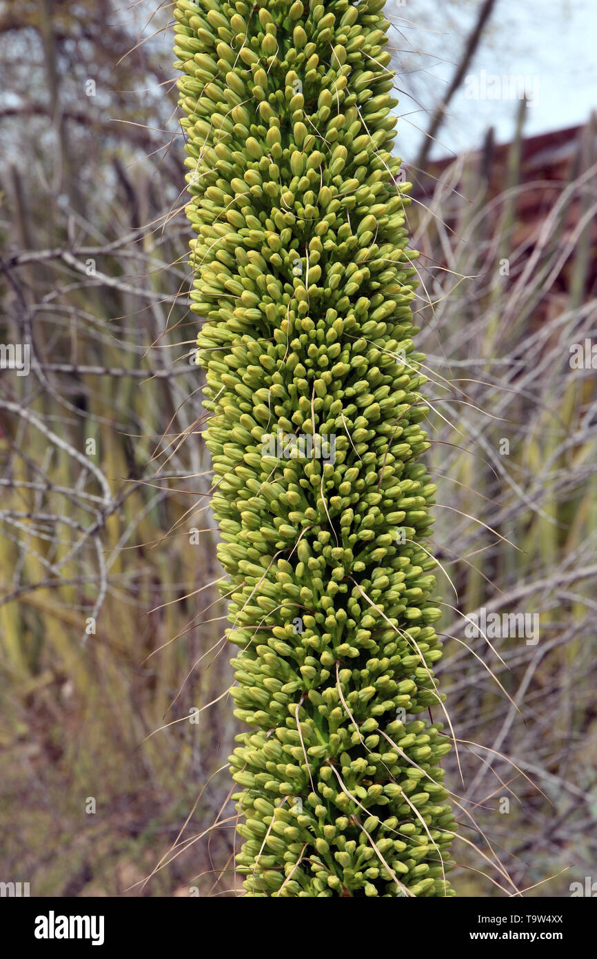 Close up of a flower stalk of an Octopus Agave plant in the desert of ...