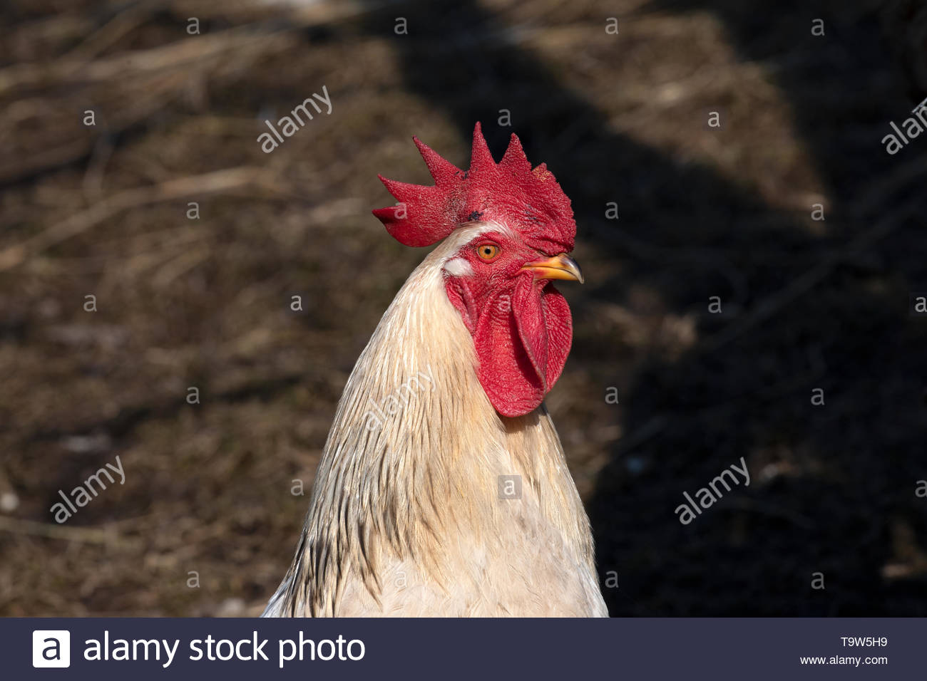 Beautiful Rooster Stock Photos & Beautiful Rooster Stock Images - Alamy