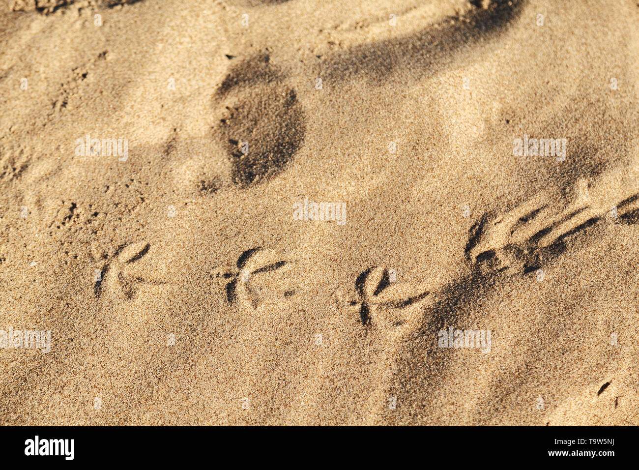 Bird tracks in the sand. Textured background Stock Photo - Alamy