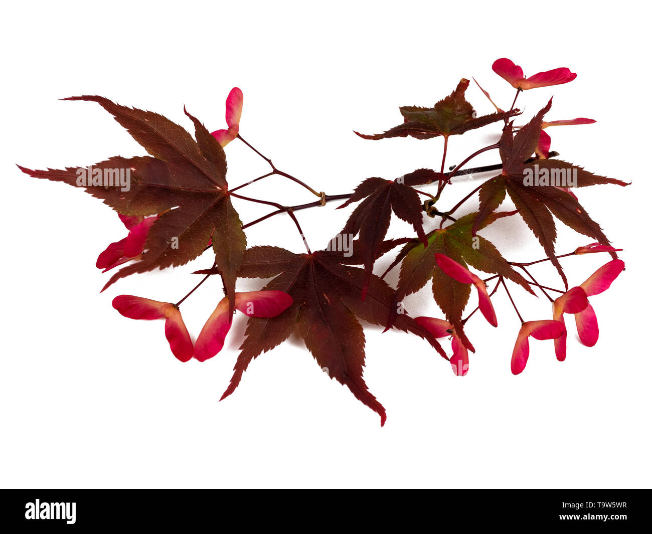 Winged seeds hi-res stock photography and images - Alamy