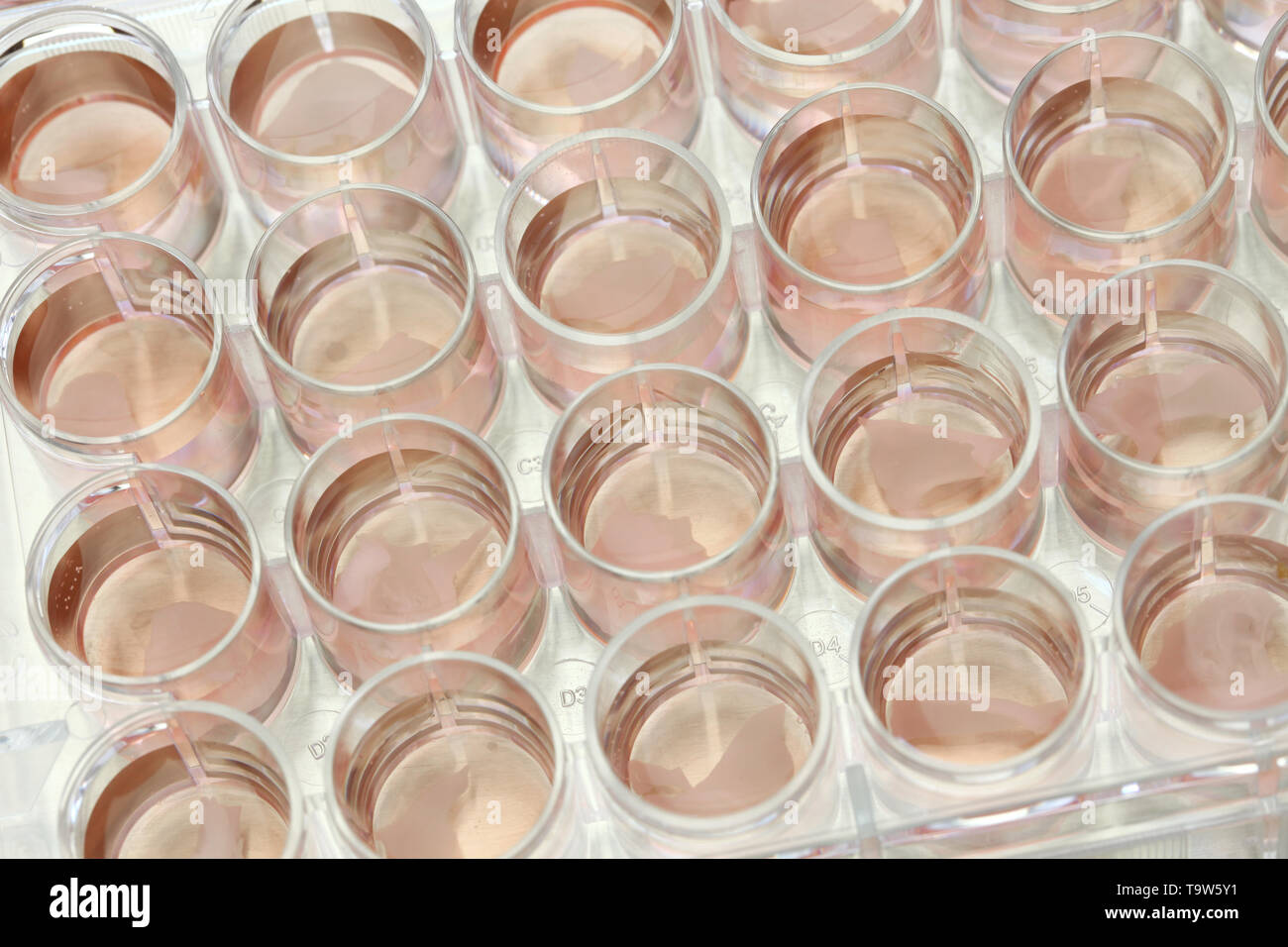 Tissue culture lab hi-res stock photography and images - Alamy