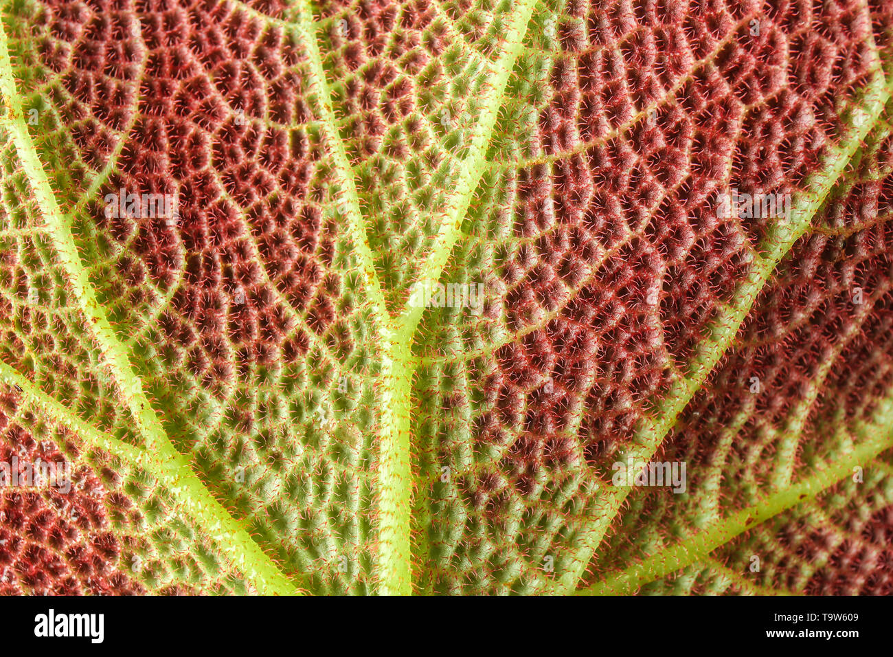 Texture of plant leaf, closeup Stock Photo - Alamy