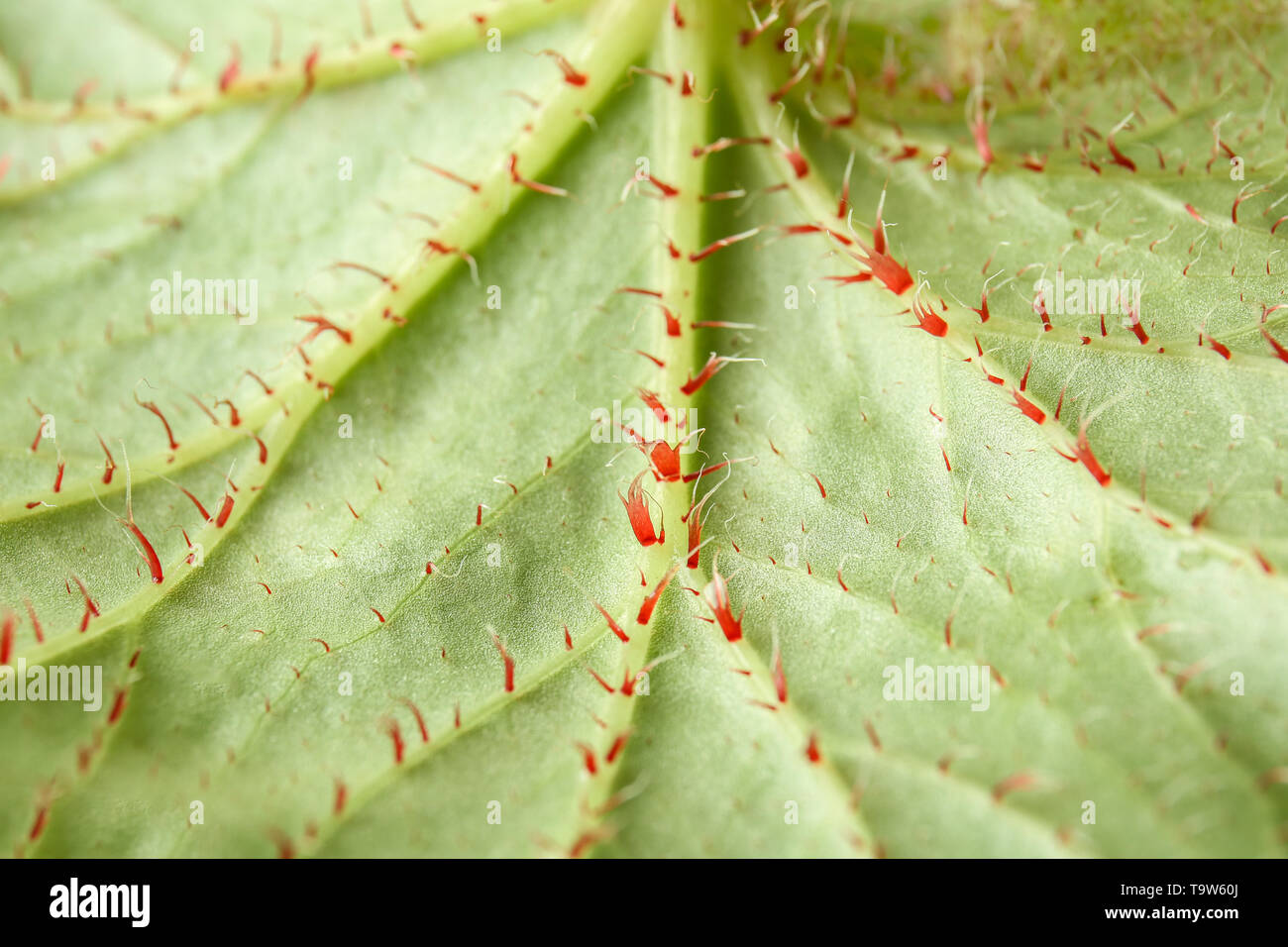 Texture of plant leaf, closeup Stock Photo - Alamy