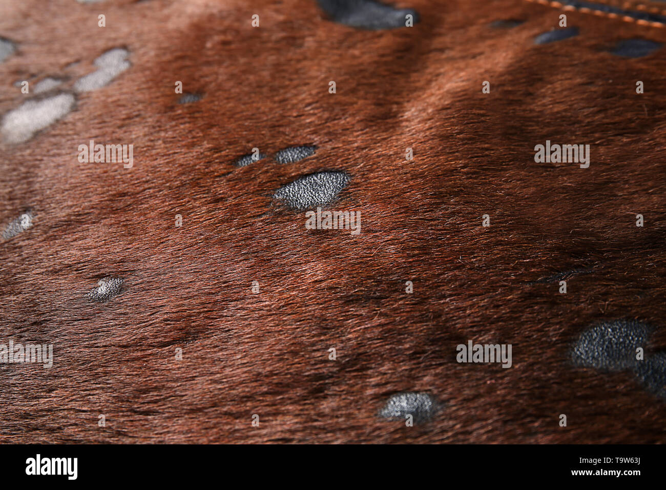 Animal skin hi-res stock photography and images - Alamy