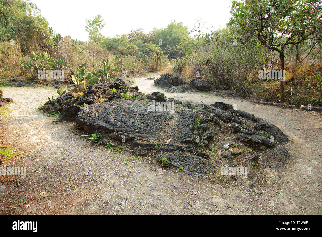Mexico City, Mexico - 2019: A foot path surrounded by native vegetation ...
