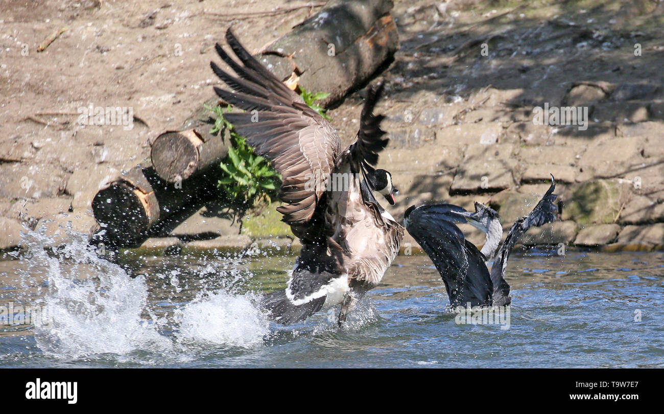 Heywood, UK, 20th May, 2019. A Canadian Goose attacking a young Heron ...