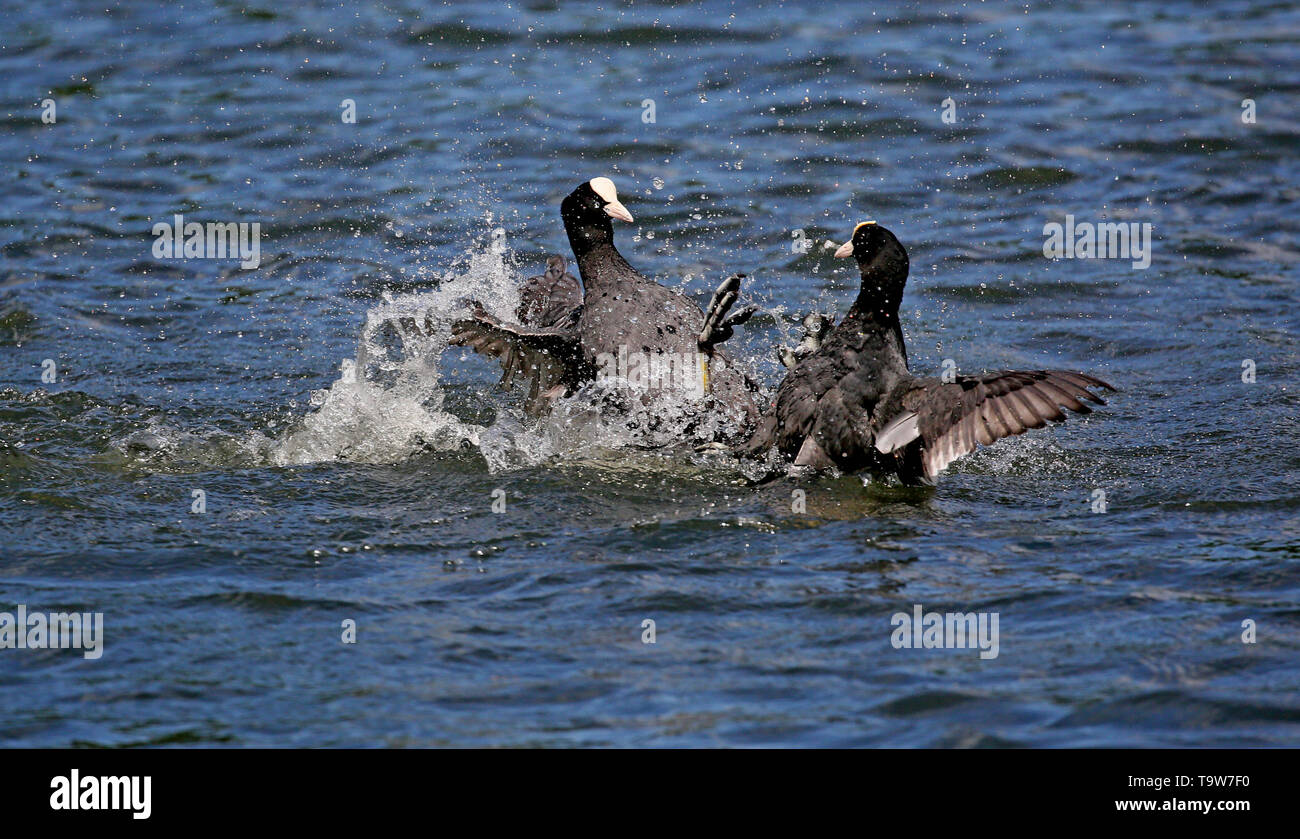 Flight of the wild geese battle hi-res stock photography and images - Alamy