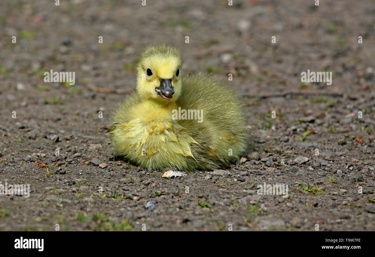 Heywood, UK, 20th May, 2019. A young Gosling resting on a path . Queens ...