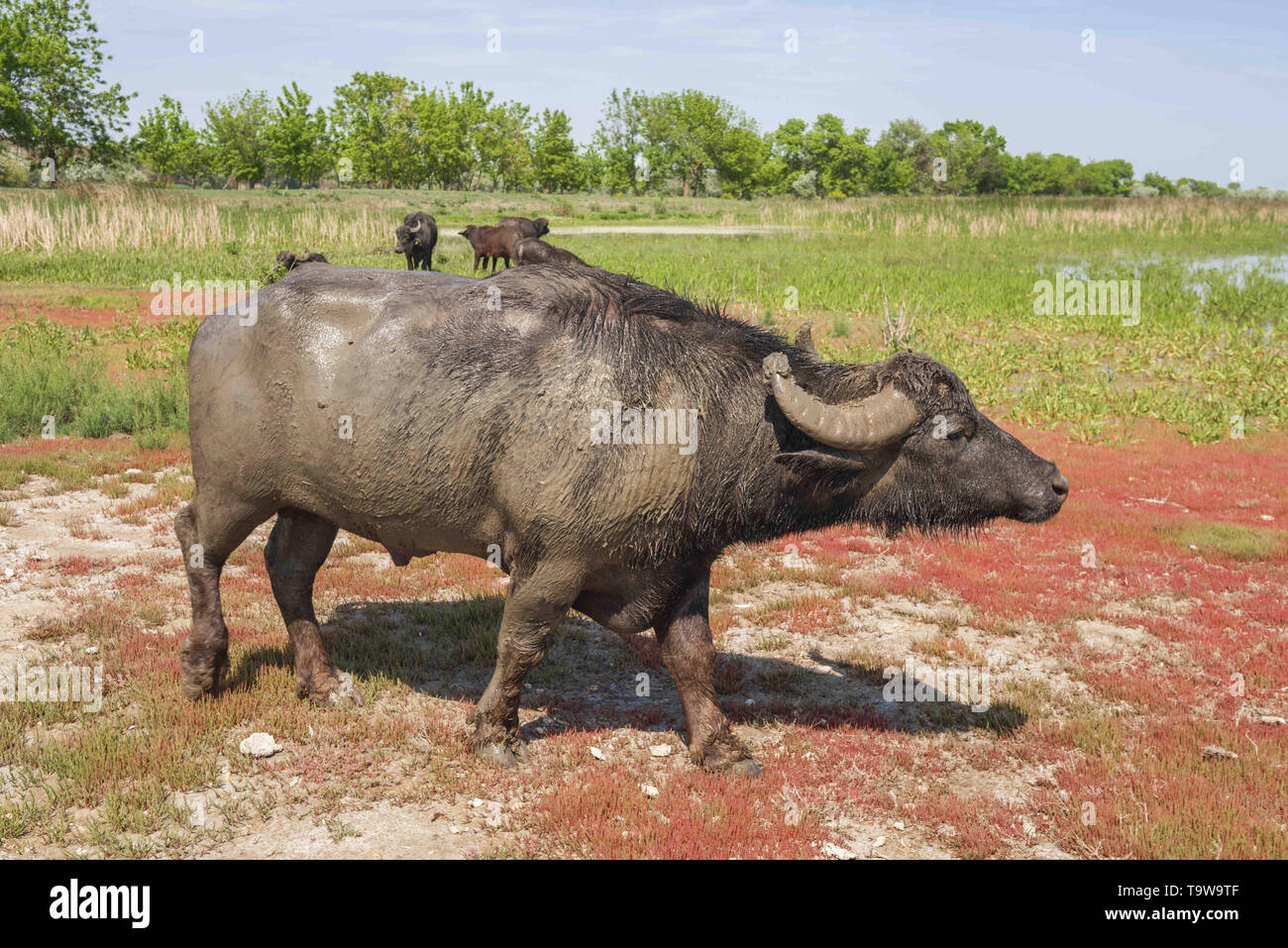 Rewilding ukraine hi-res stock photography and images - Alamy