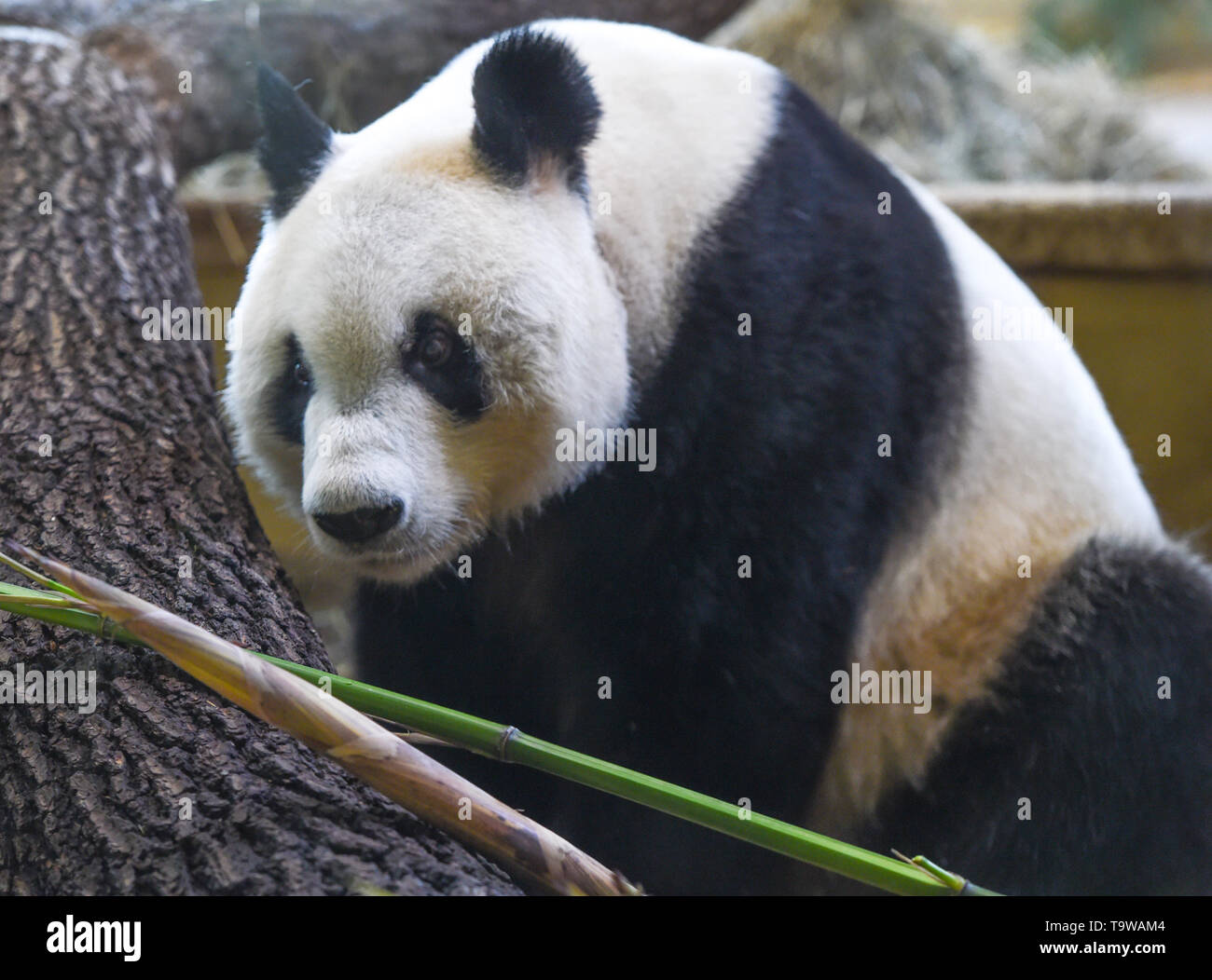 Vienna, Austria. 20th May, 2019. Giant panda Yuan Yuan is seen at the ...