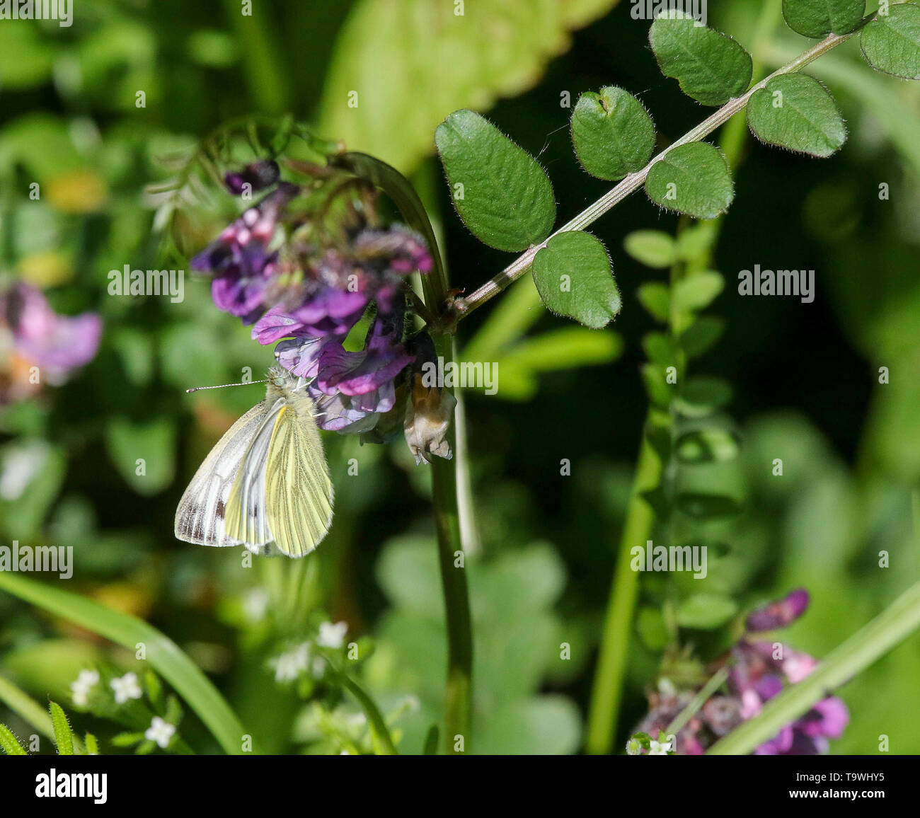 Portmore lough wildlife reserve hi-res stock photography and images - Alamy