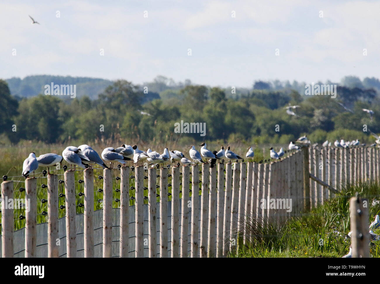 Portmore Reserve High Resolution Stock Photography and Images - Alamy