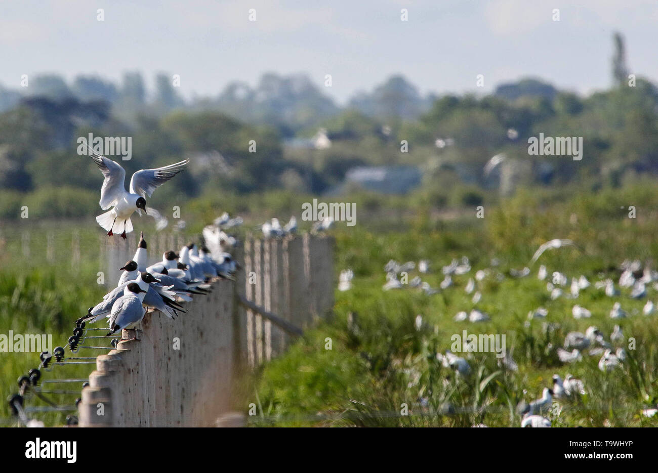 Portmore Reserve High Resolution Stock Photography and Images - Alamy