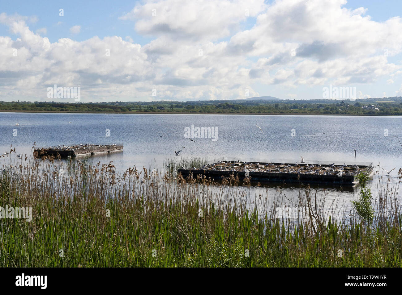 Portmore lough wildlife reserve hi-res stock photography and images - Alamy