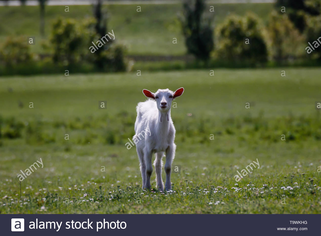 Goad High Resolution Stock Photography and Images - Alamy