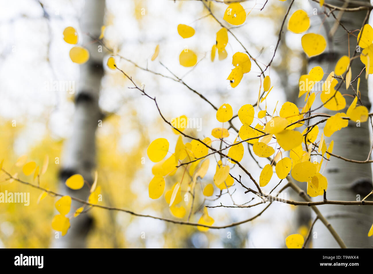 Quaking aspen utah wasatch hi-res stock photography and images - Alamy