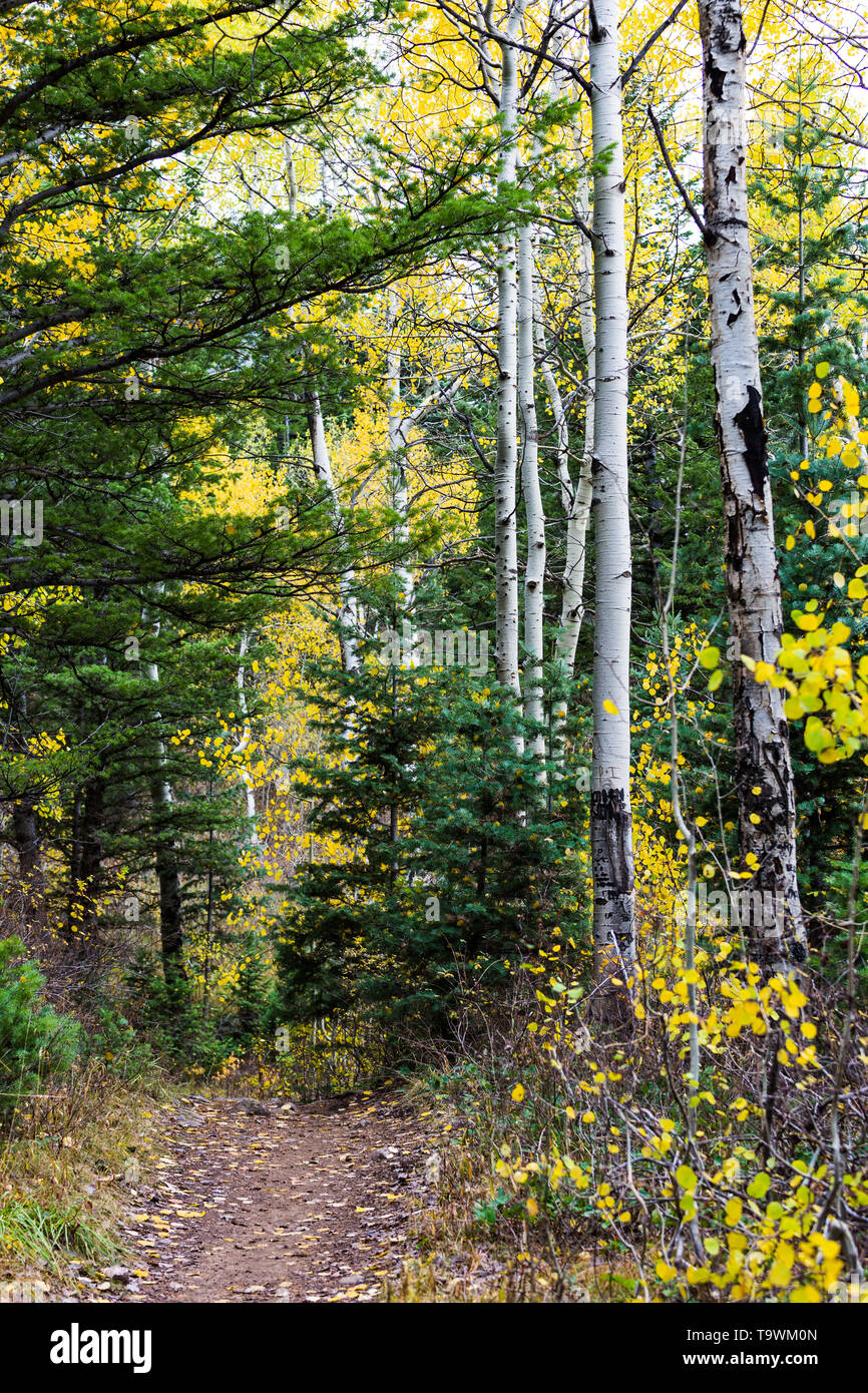 Trail runs through forest of aspens and evergreens in Alpine Loop, Utah ...