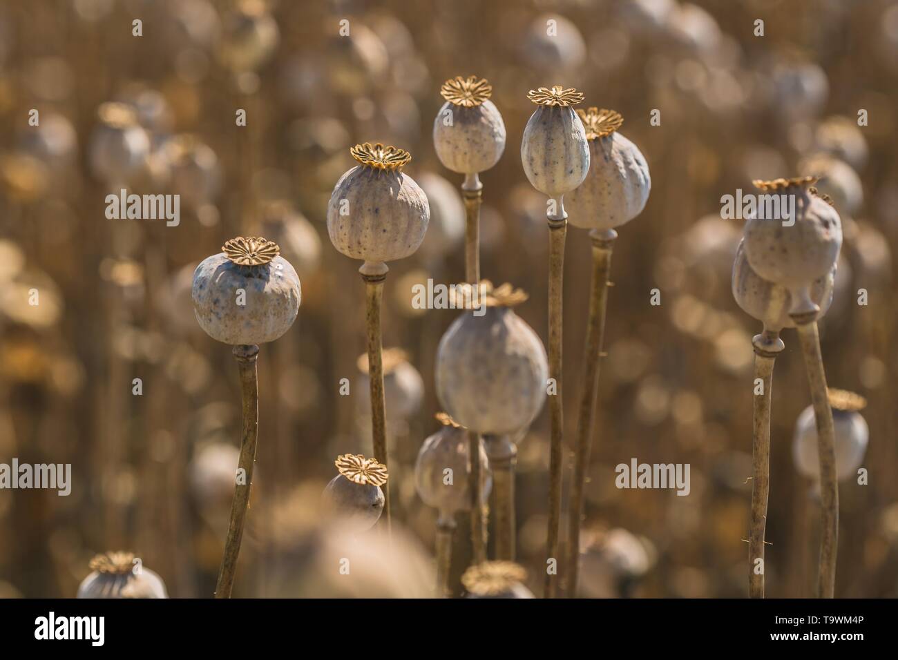 Detail of ripe blue-brown opium poppy heads growing in a field ...