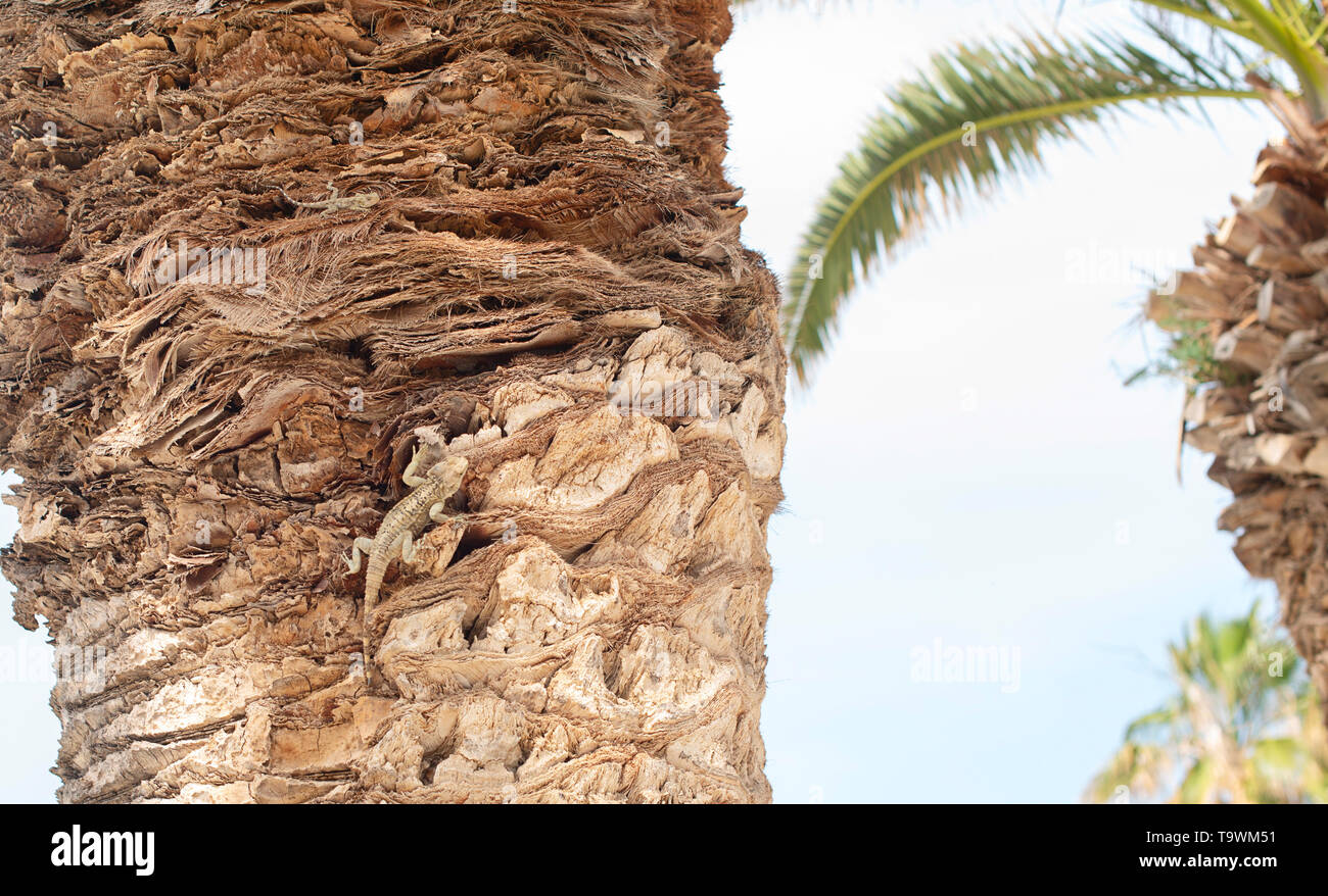 Small lizard on the palm Stock Photo - Alamy