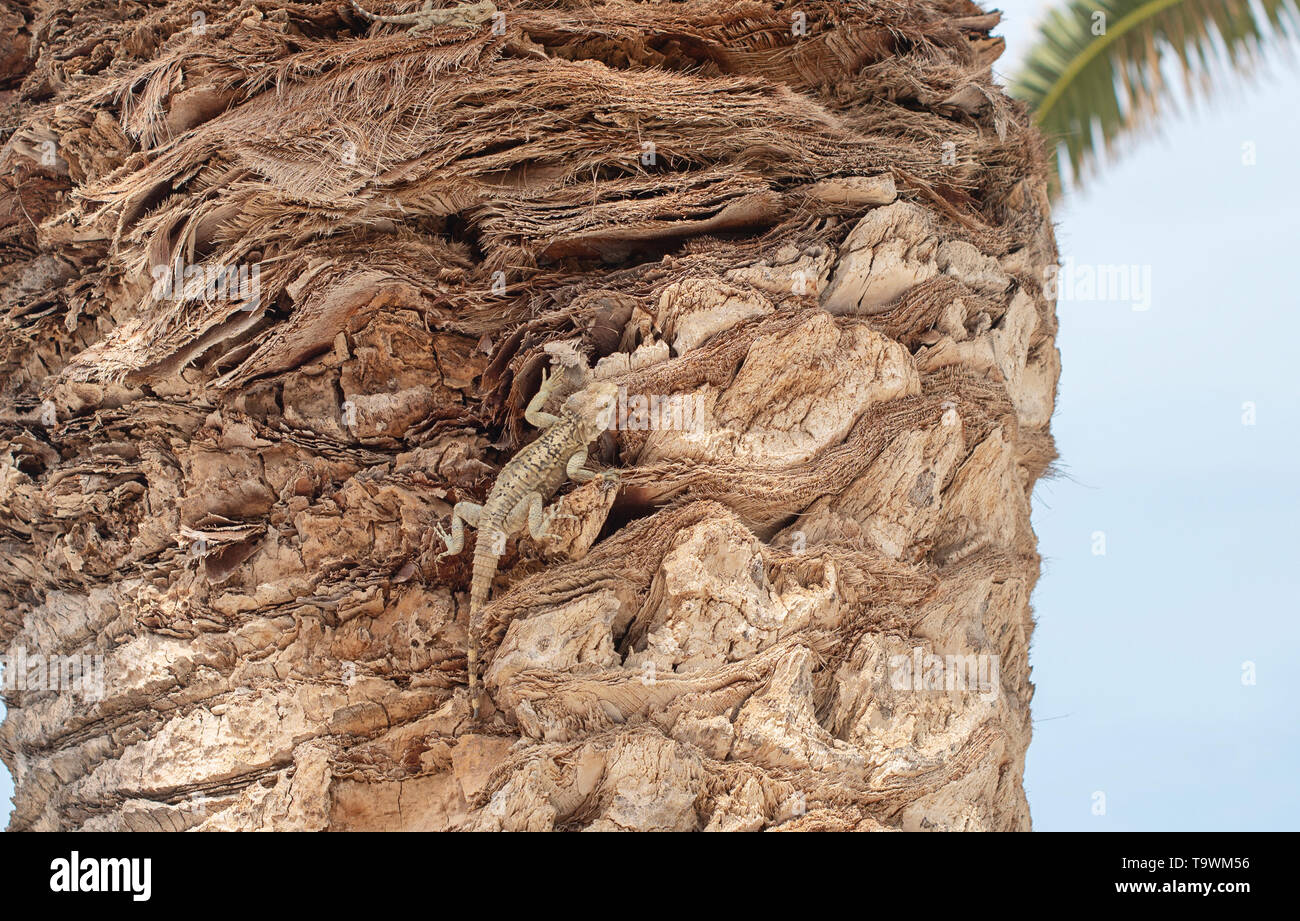 Small lizard on the palm Stock Photo - Alamy