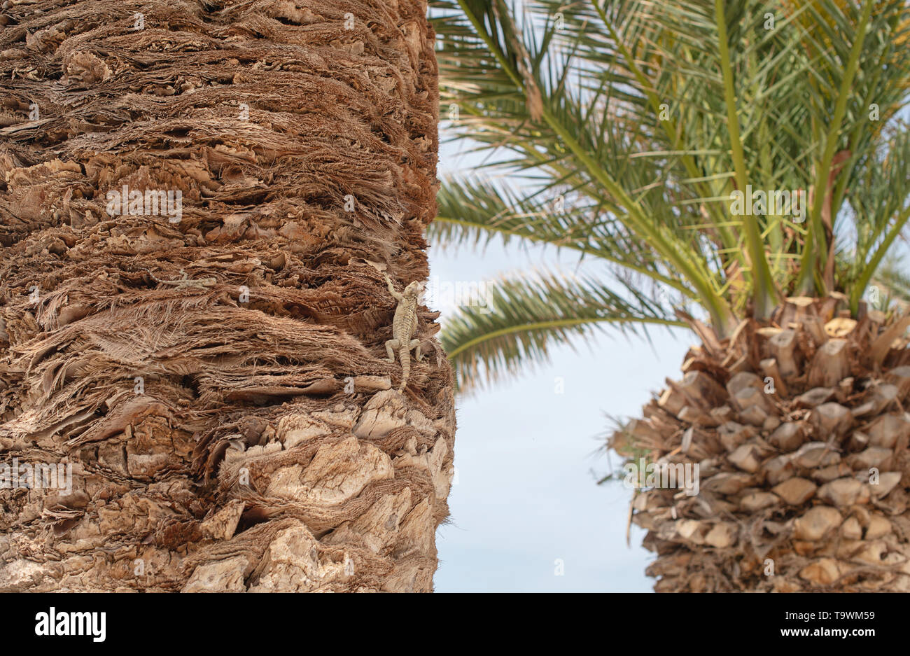 Small lizard on the palm Stock Photo - Alamy