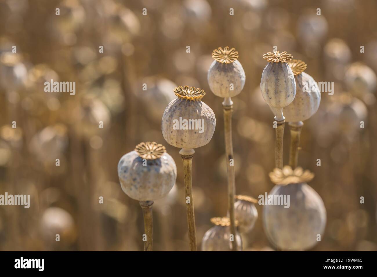 Detail of ripe blue-brown opium poppy heads growing in a field ...