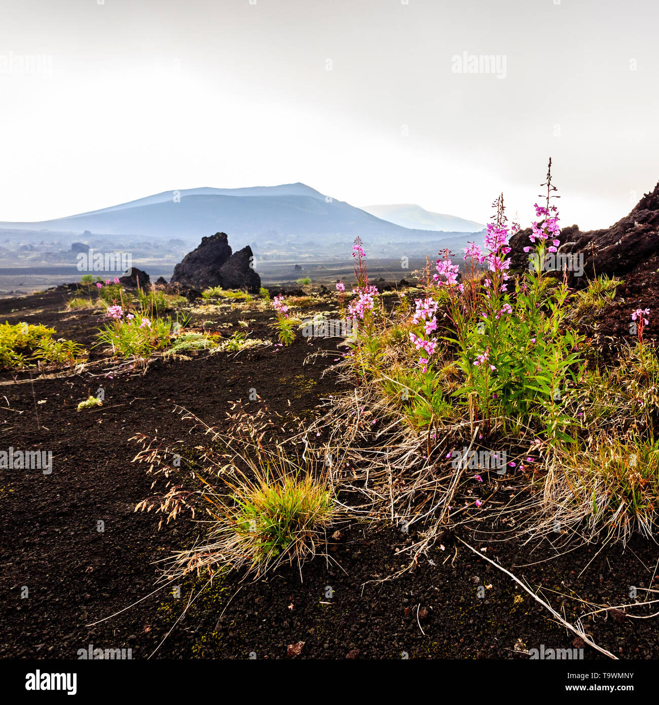 Volcanic landscape. Pink flowers growing near Volcano Tolbachik ...