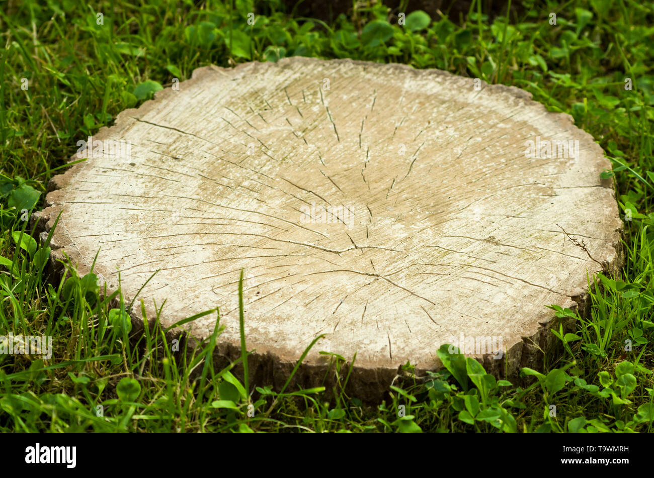 Cutted groove stump surrounded by green grass. Somwhere in subcarpathia ...